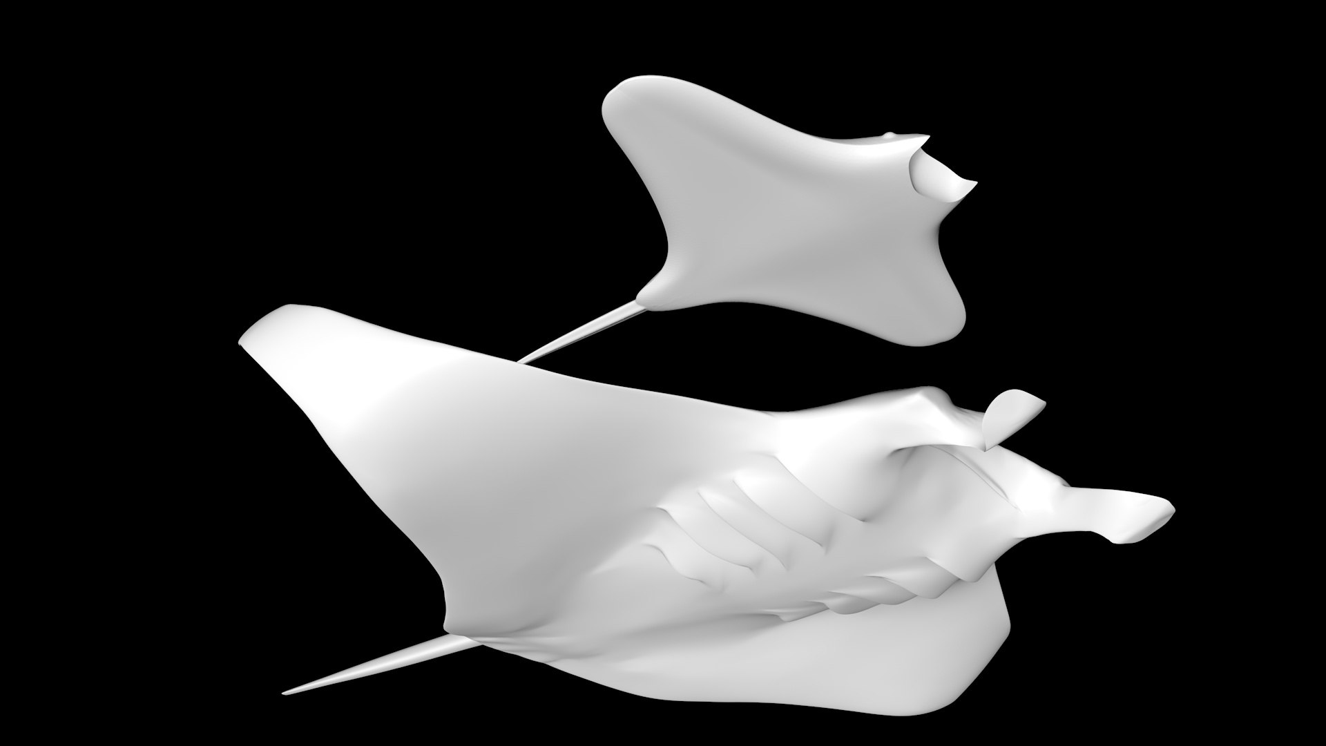 Manta 3D Model - TurboSquid 1689566