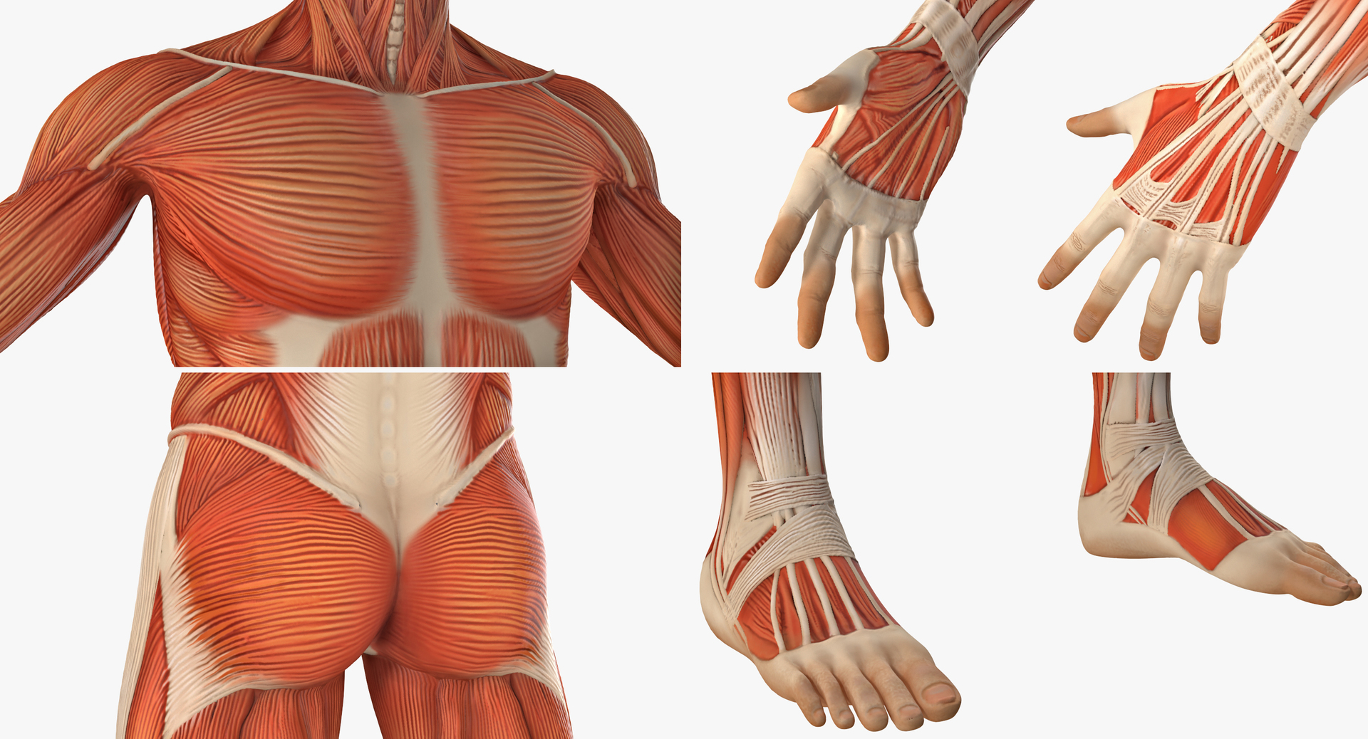Male anatomy 3D model - TurboSquid 1275099