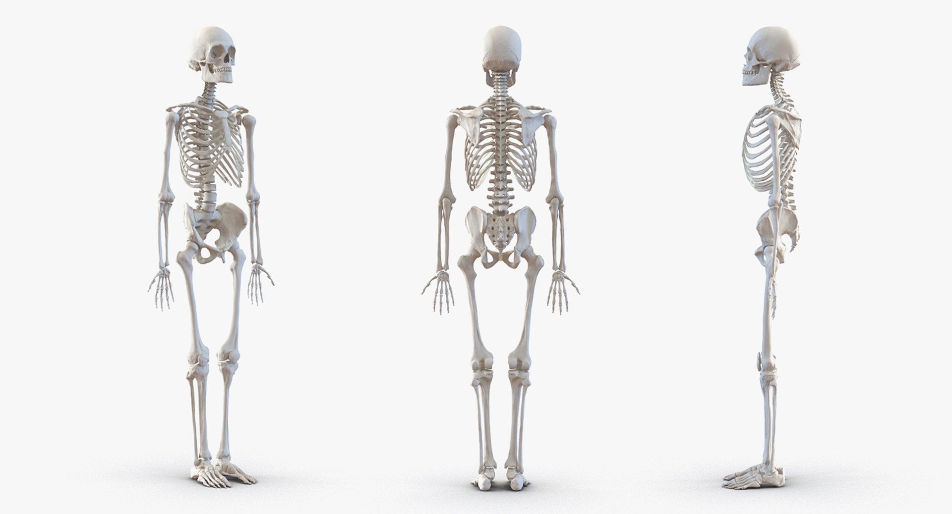 Male anatomy 3D model - TurboSquid 1275099