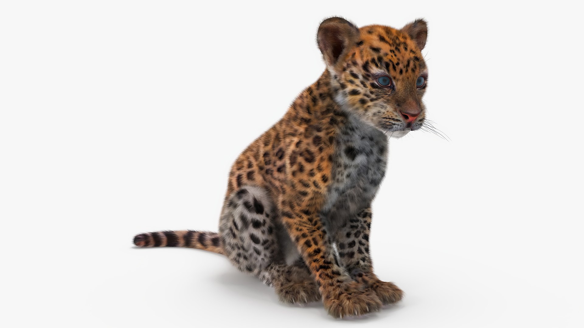 Leopard Cub Sitting Pose With Fur Model - TurboSquid 2319401