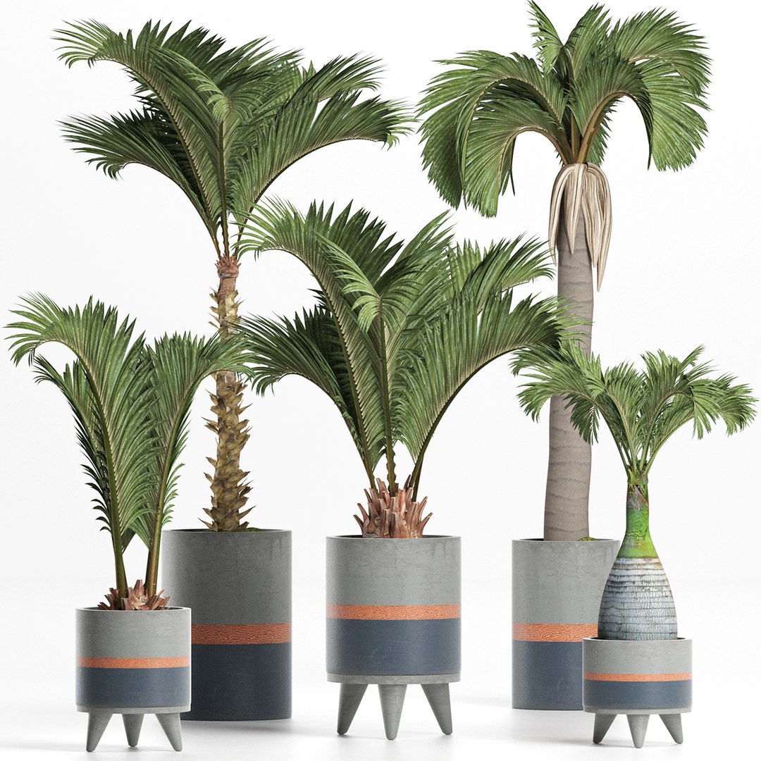 Palm Plants 3D Model - TurboSquid 1687045