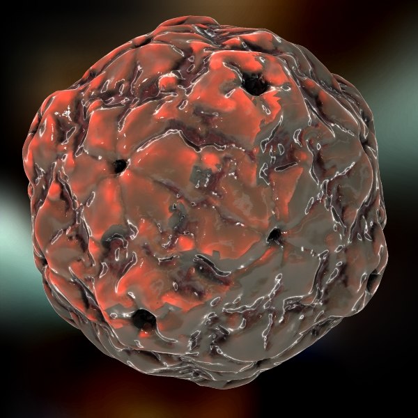 3d model rhinitis virus