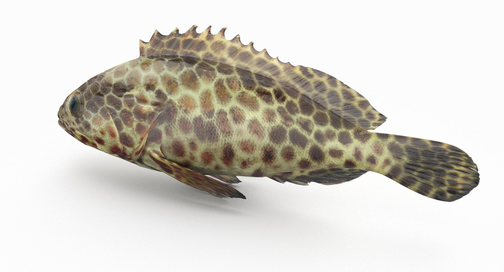 3D Grouper Pbr - TurboSquid 1326368