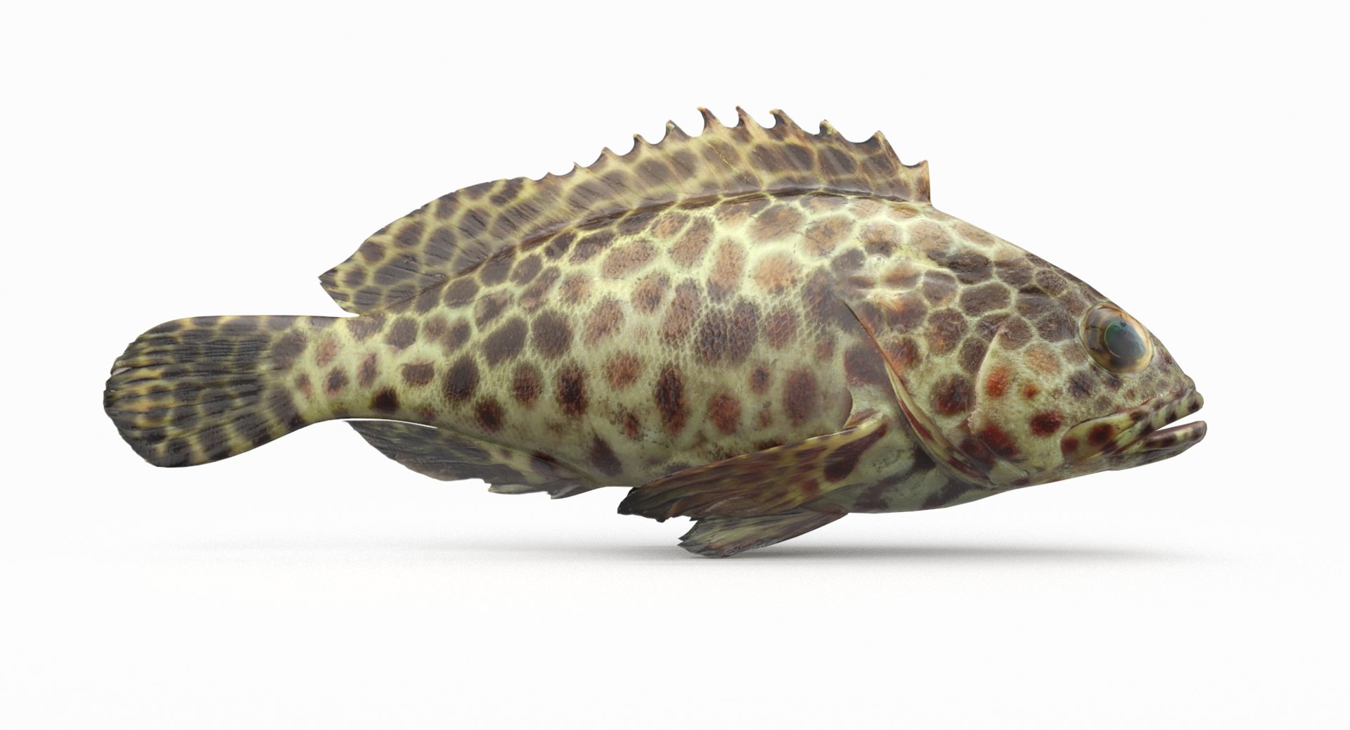 3D Grouper Pbr - TurboSquid 1326368