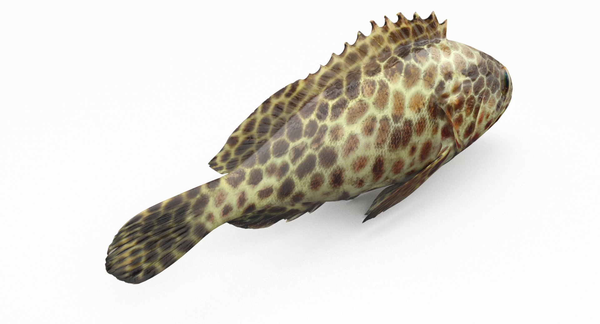 3D Grouper Pbr - TurboSquid 1326368