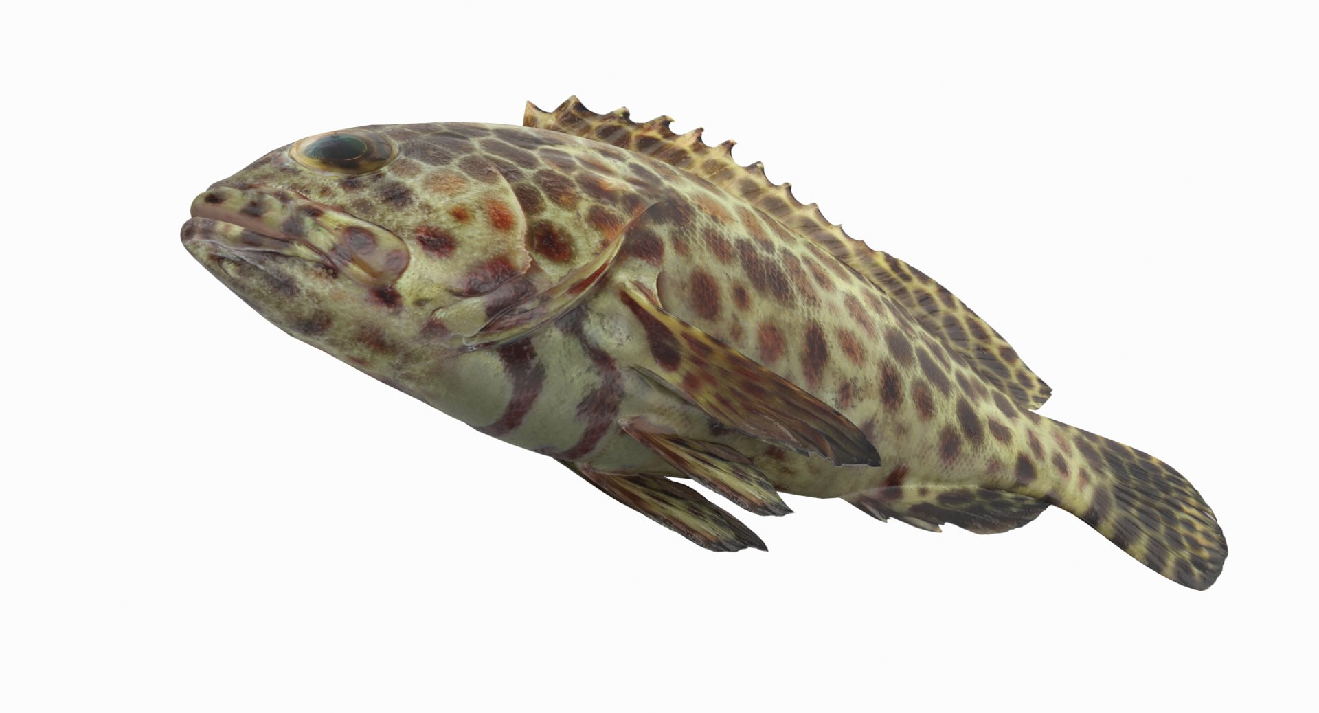 3D Grouper Pbr - TurboSquid 1326368