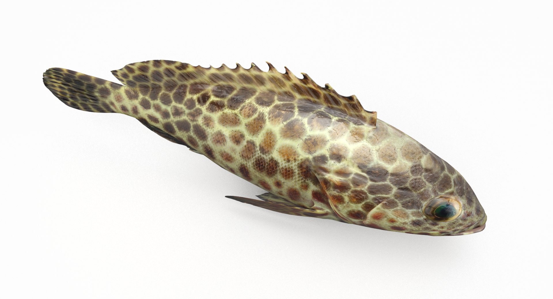 3D Grouper Pbr - TurboSquid 1326368