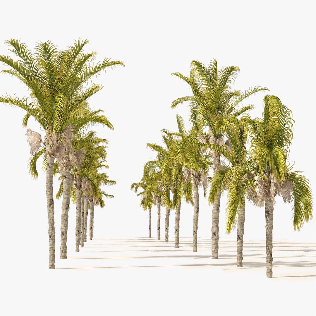 Cocos Palm Trees Model - TurboSquid 1972221