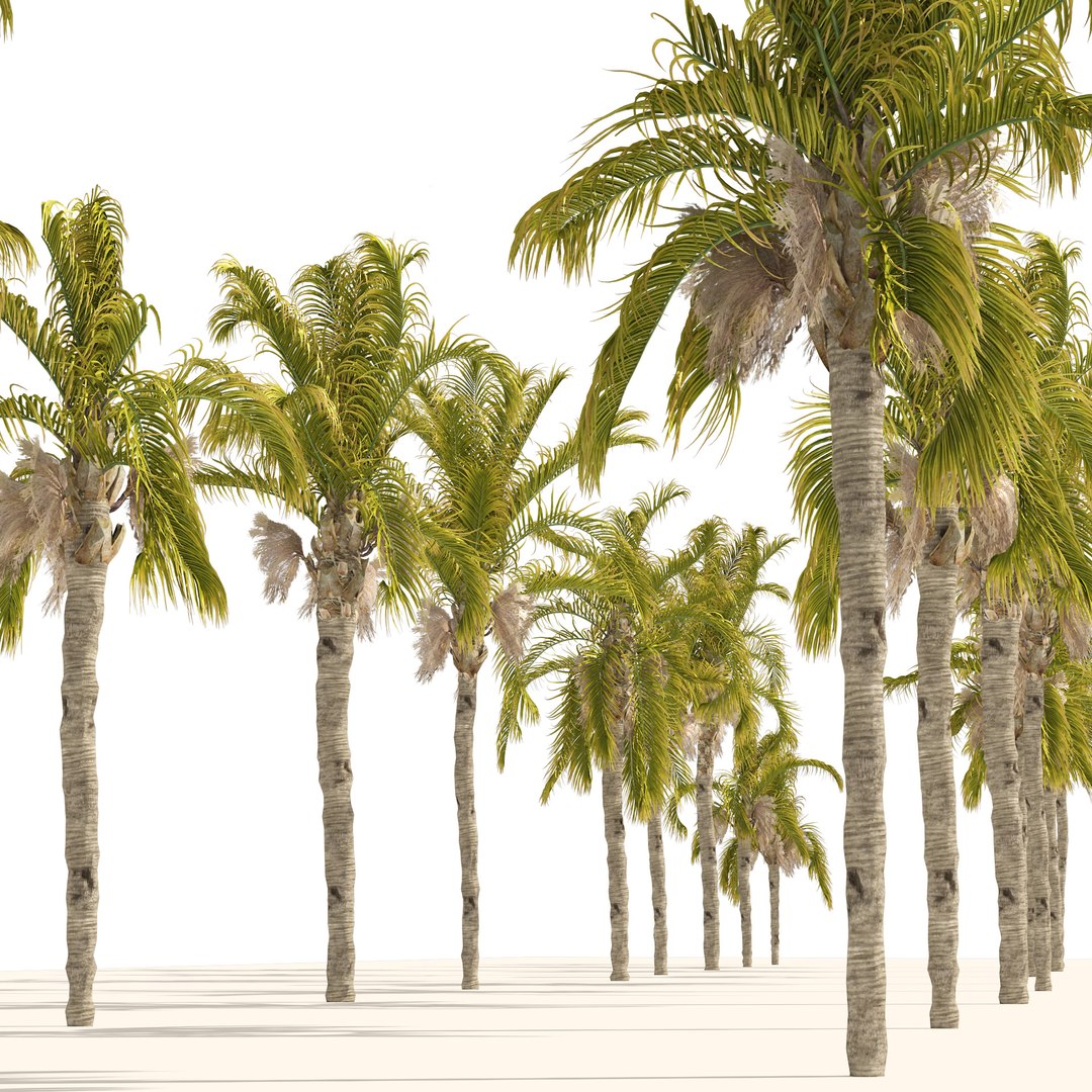 Cocos Palm Trees Model - TurboSquid 1972221