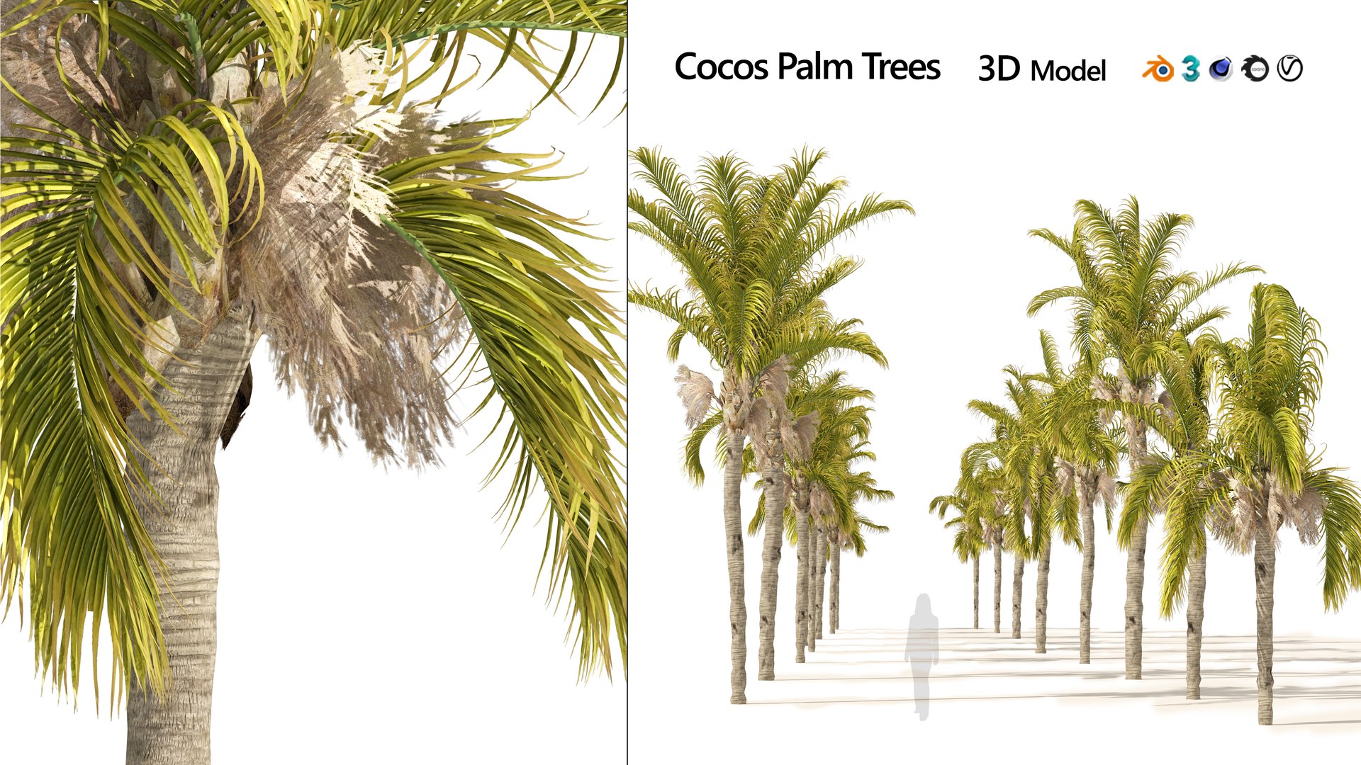 Cocos Palm Trees Model - TurboSquid 1972221