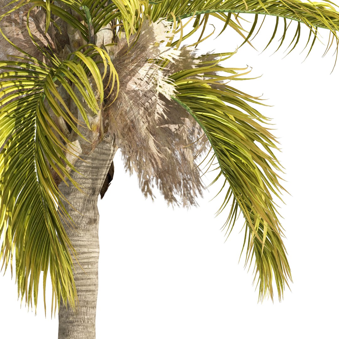 Cocos Palm Trees Model - TurboSquid 1972221