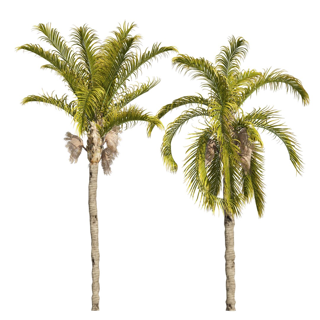 Cocos Palm Trees Model - TurboSquid 1972221