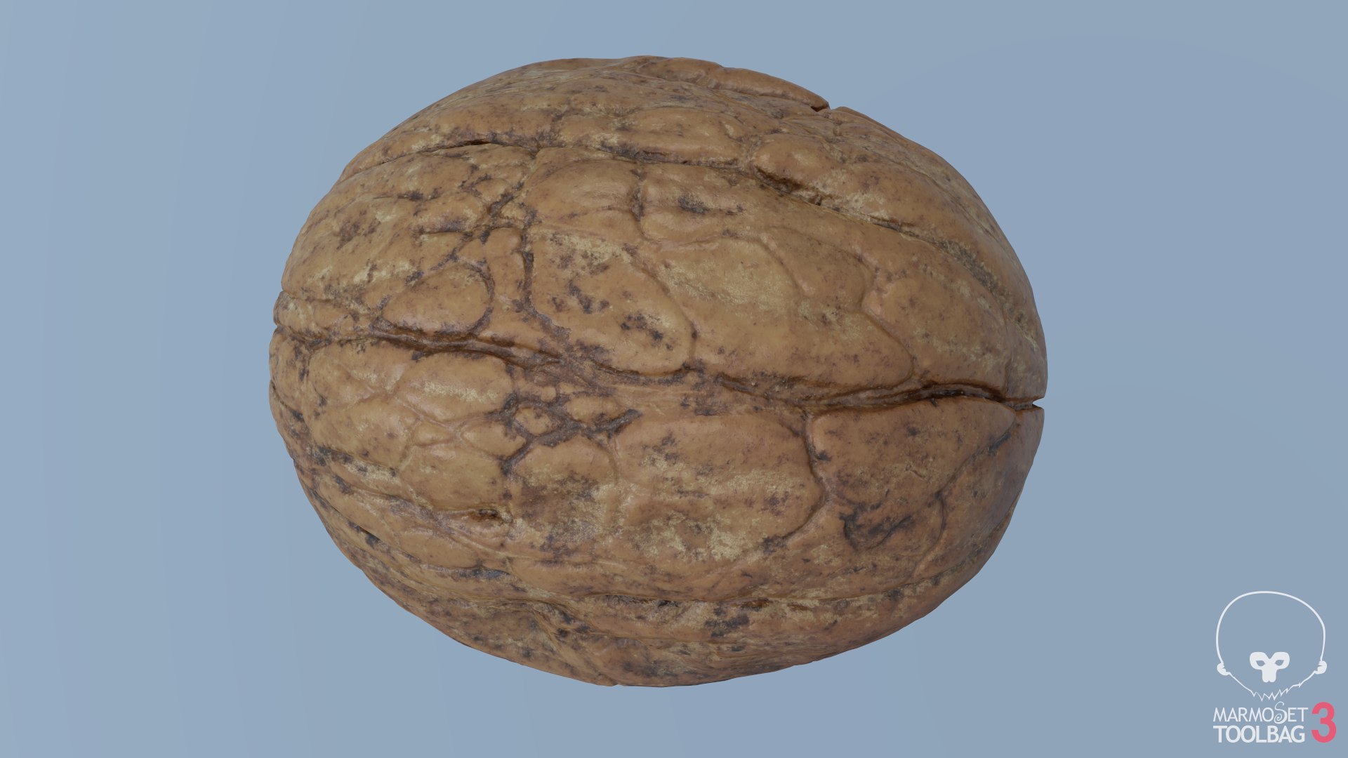 3D Model Walnut Shell Half 01 - TurboSquid 1862372