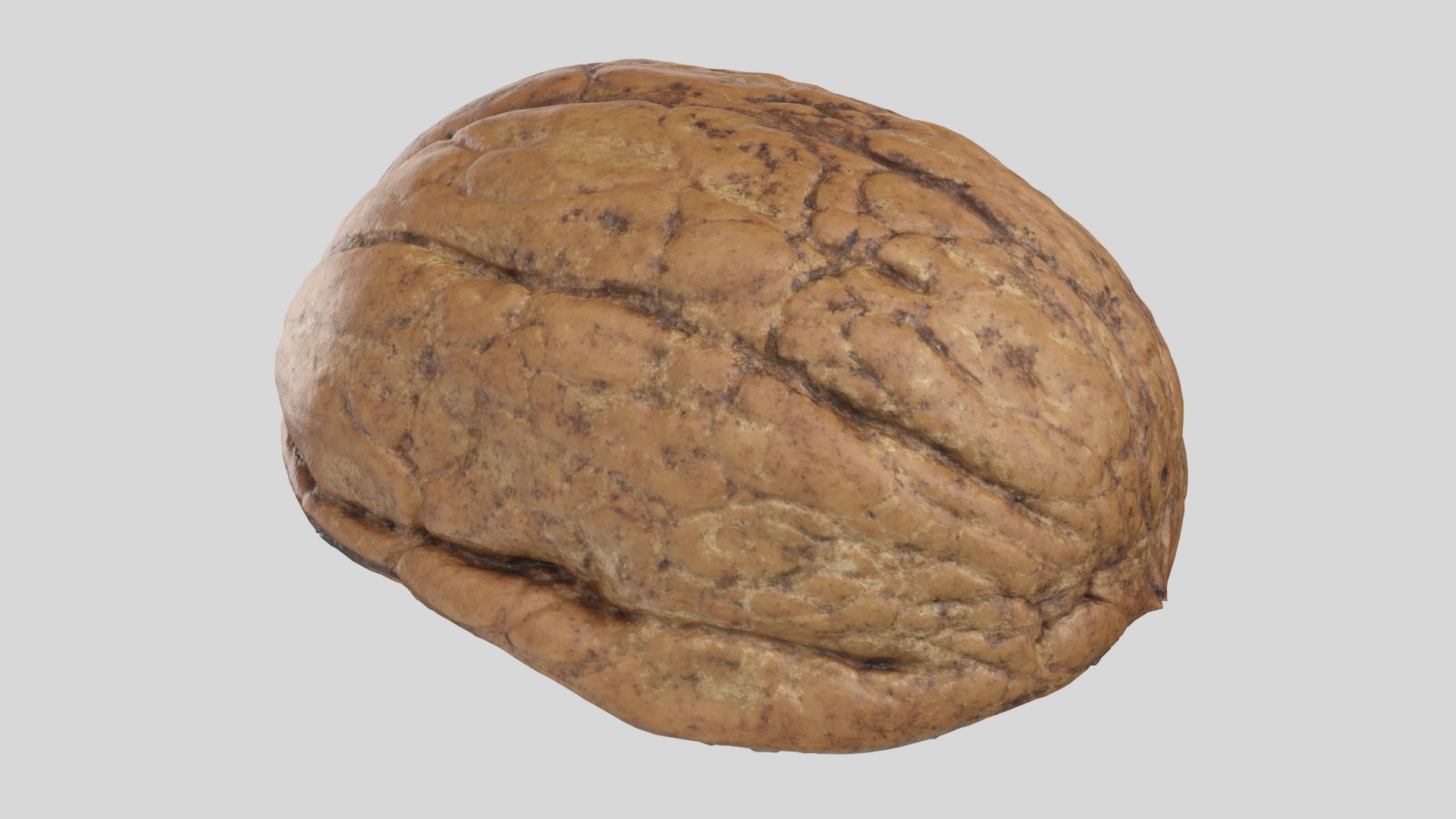 3D Model Walnut Shell Half 01 - TurboSquid 1862372