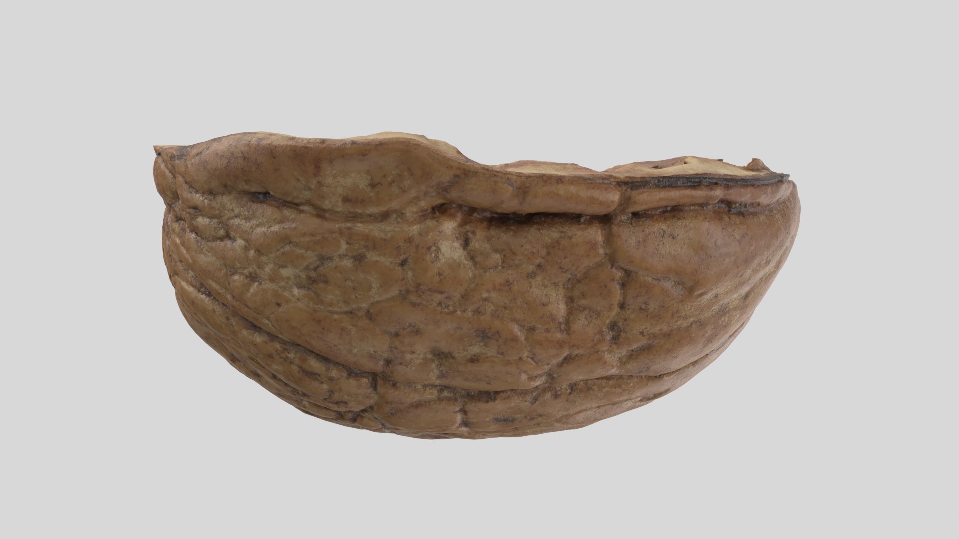 3D Model Walnut Shell Half 01 - TurboSquid 1862372