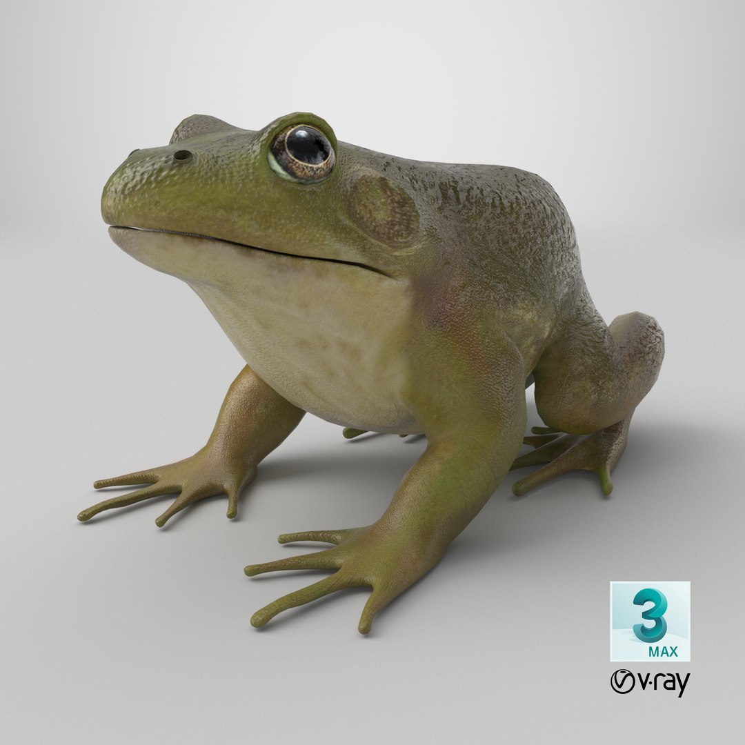 Bullfrog 3D Model - TurboSquid 2123004