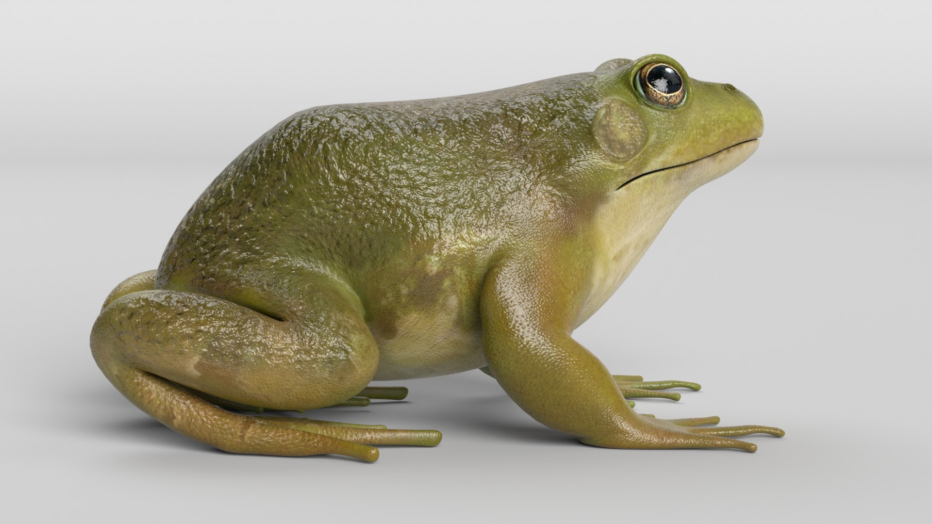 Bullfrog 3D Model - TurboSquid 2123004