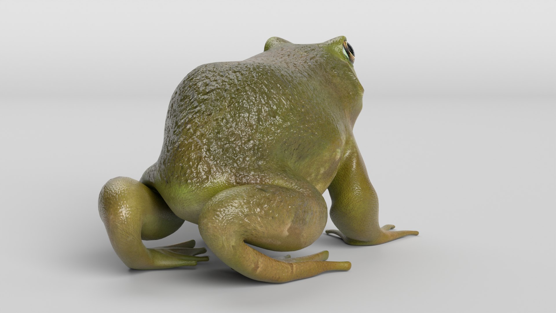 Bullfrog 3D Model - TurboSquid 2123004