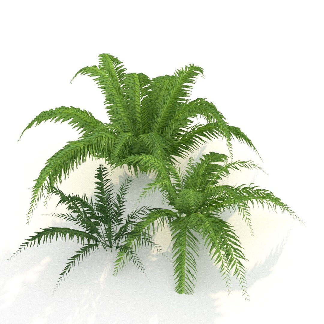 Fern Plants Model - TurboSquid 1194932