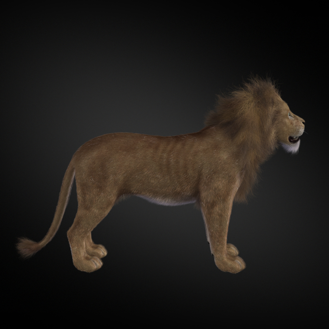 3d model lion fur cat
