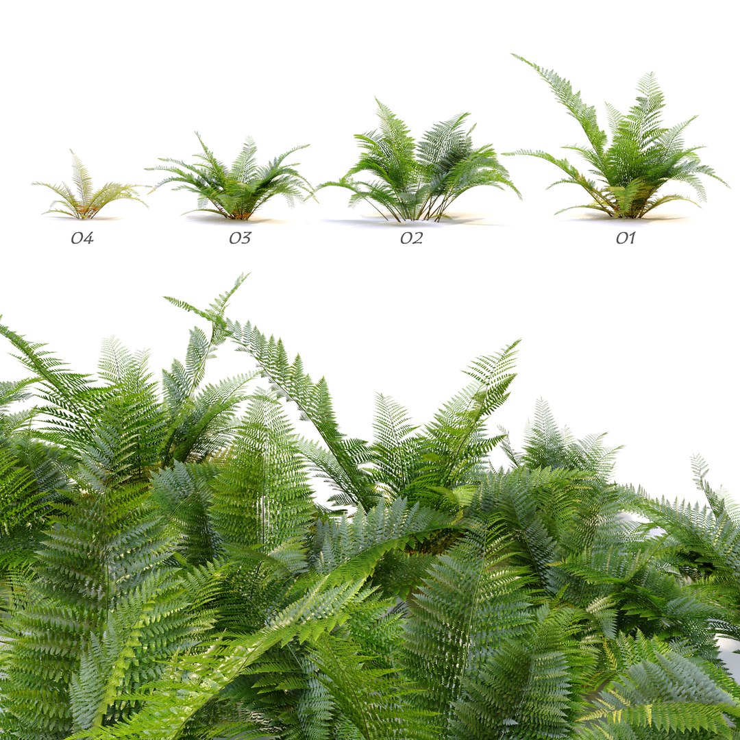 Fern Plant 3D Model - TurboSquid 1949924