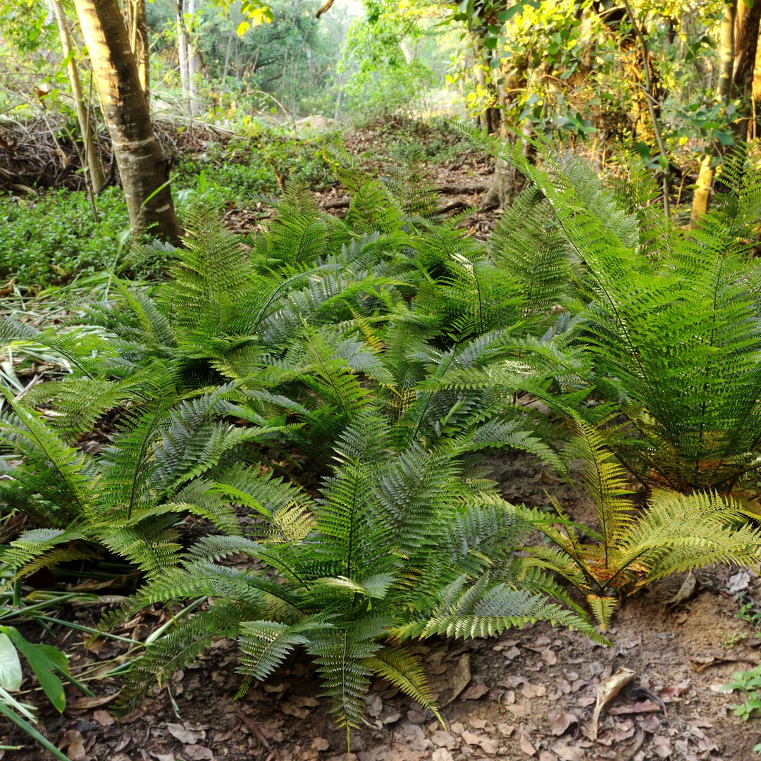 Fern Plant 3D Model - TurboSquid 1949924