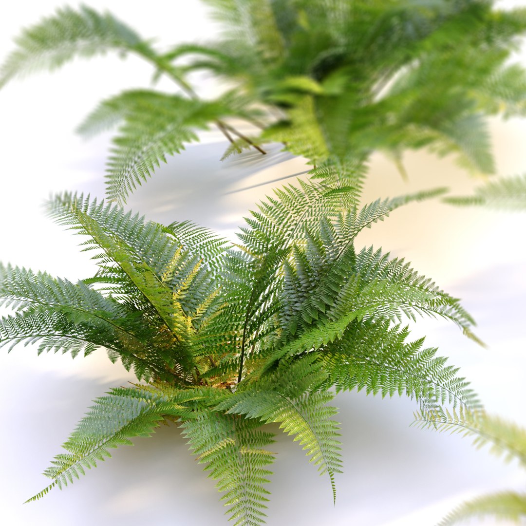 Fern Plant 3D Model - TurboSquid 1949924
