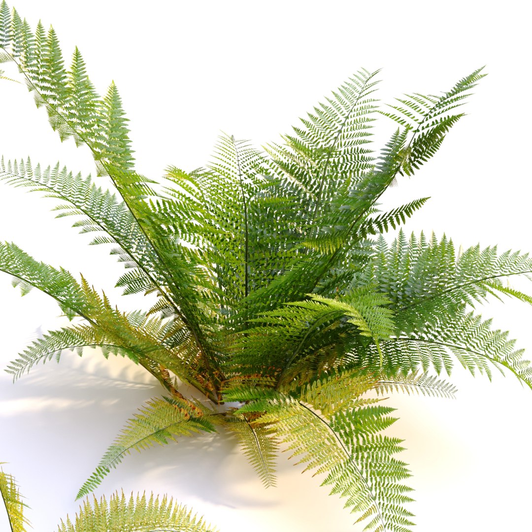 Fern Plant 3D Model - TurboSquid 1949924