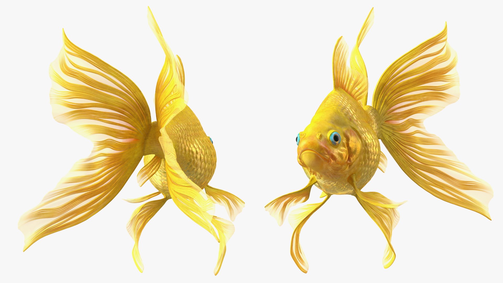 3D Goldfish Swimming Pose - TurboSquid 1764793