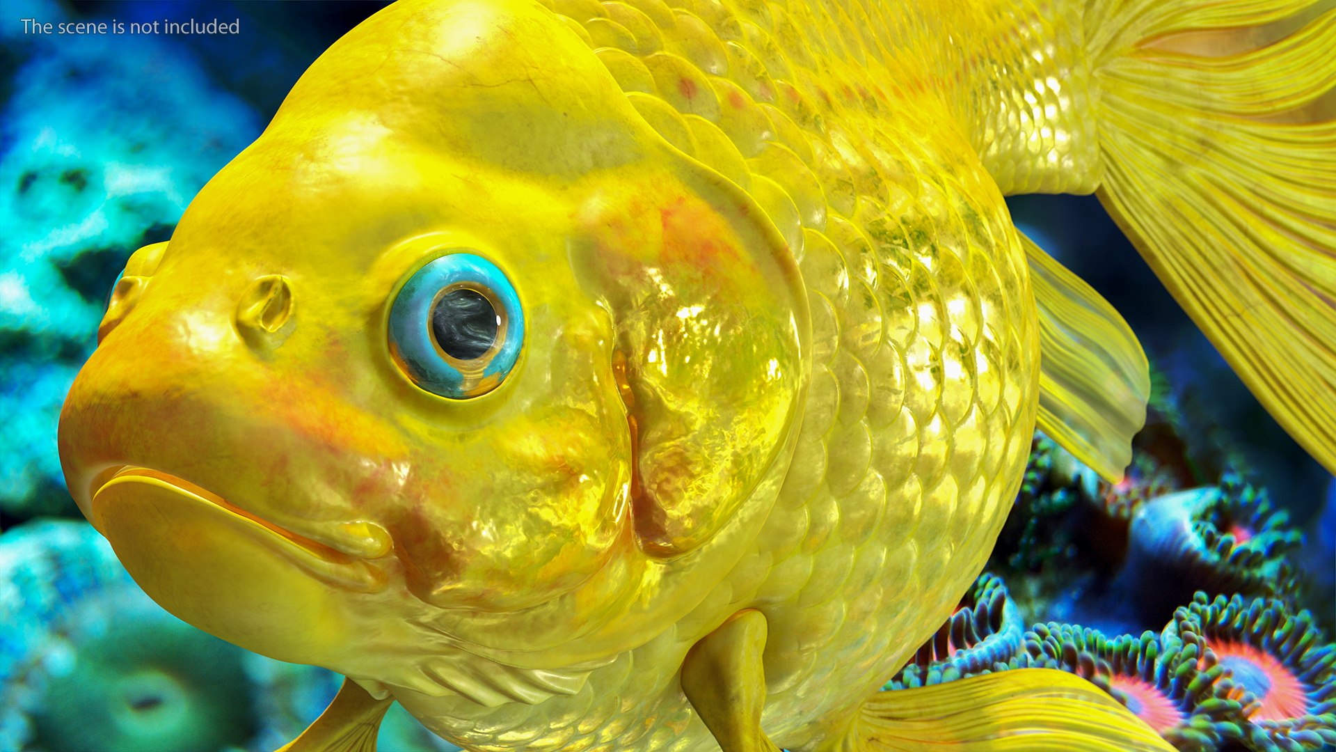 3D Goldfish Swimming Pose - TurboSquid 1764793