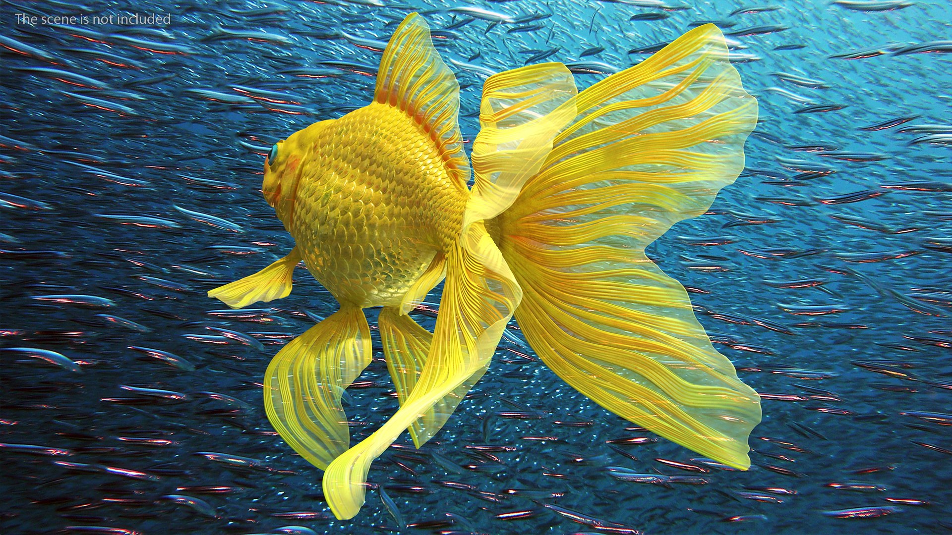 3D Goldfish Swimming Pose - TurboSquid 1764793