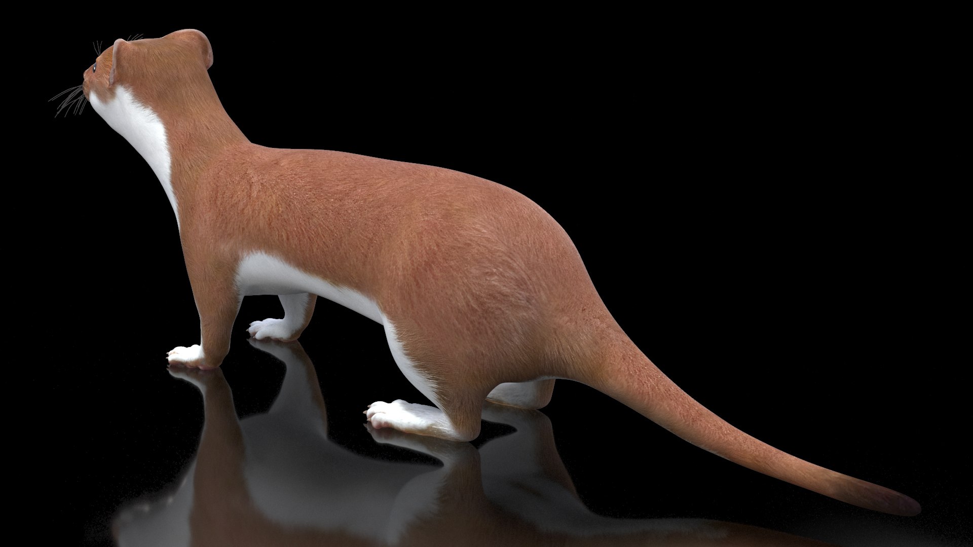 Stoat Brown 3D Model - TurboSquid 2211446