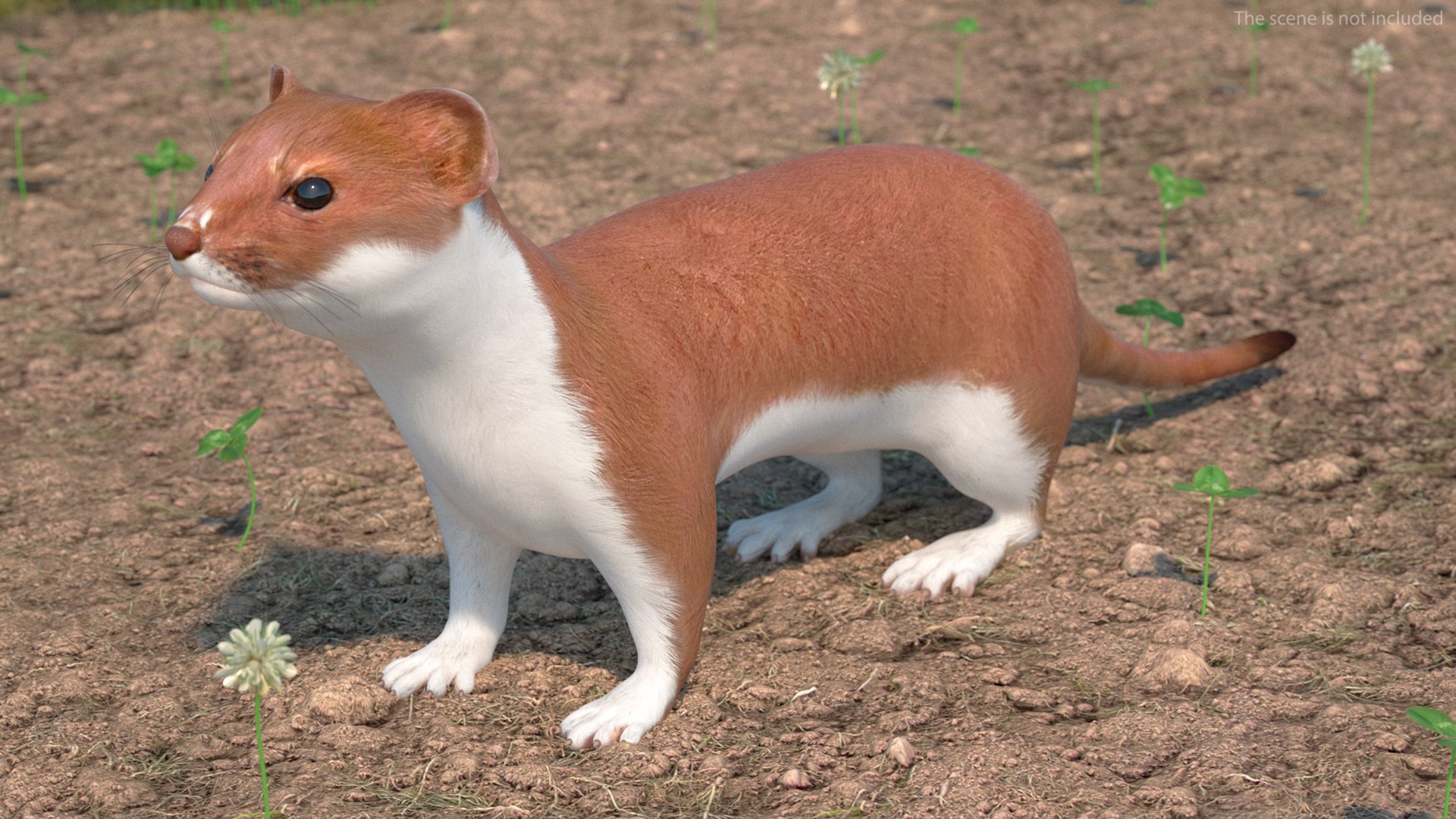 Stoat Brown 3D Model - TurboSquid 2211446