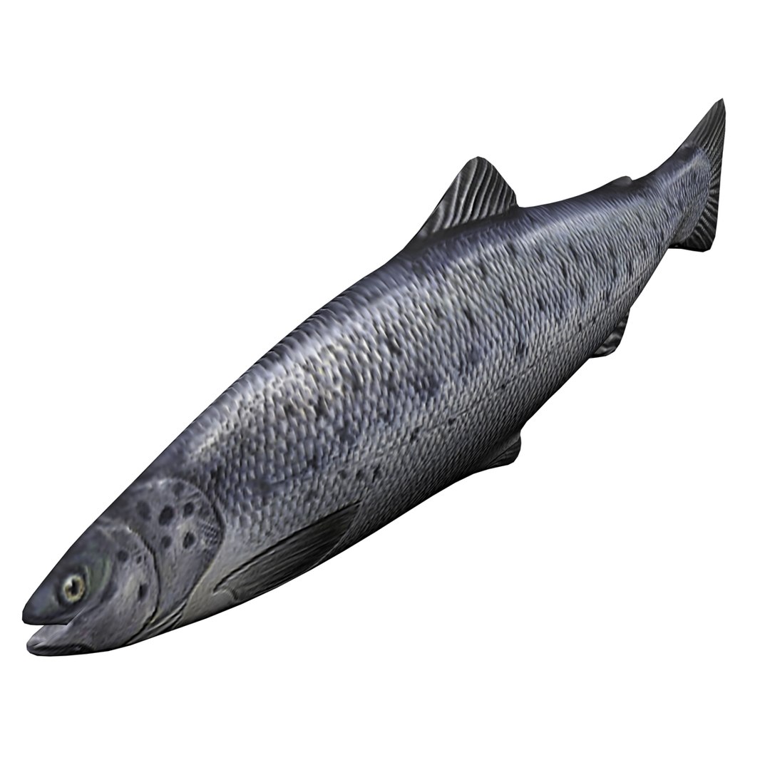 3D Model Atlantic Salmon - TurboSquid 1216850