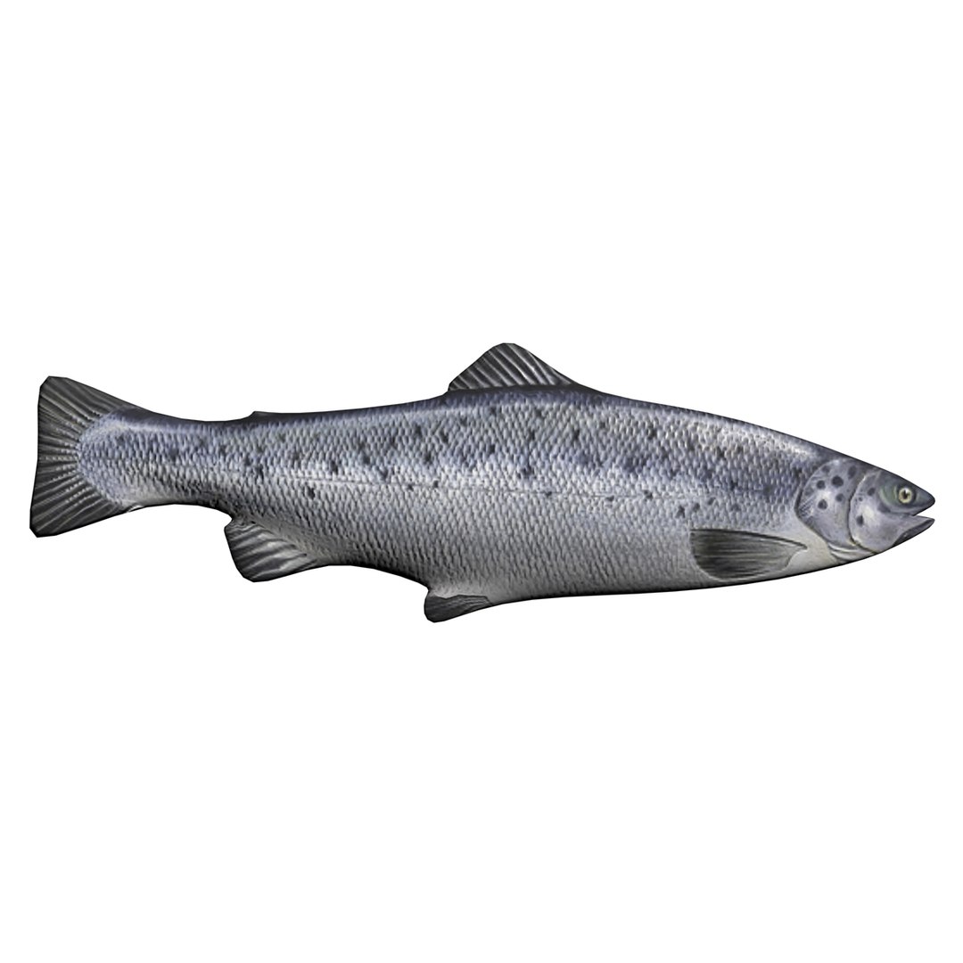 3D Model Atlantic Salmon - TurboSquid 1216850