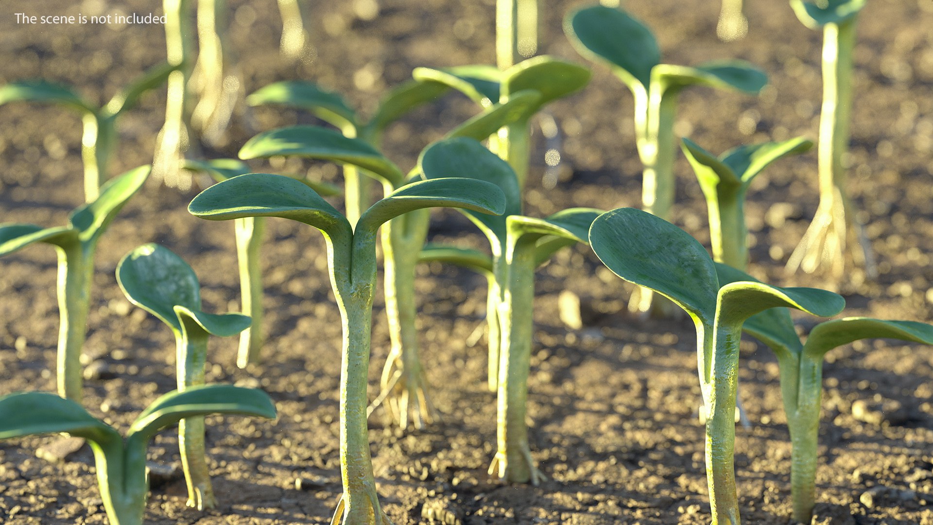 Sprout roots set 3D - TurboSquid 1546454