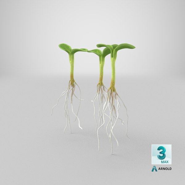 Sprout roots set 3D - TurboSquid 1546454