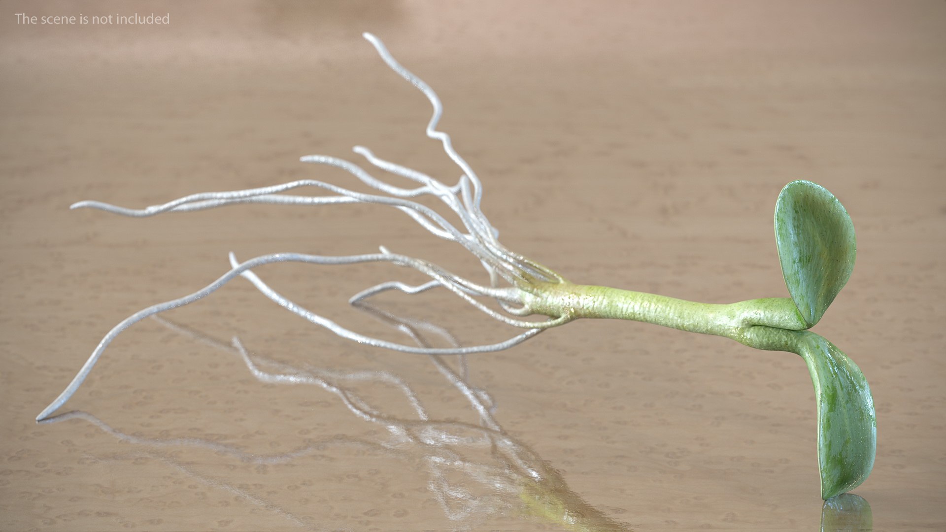 Sprout roots set 3D - TurboSquid 1546454