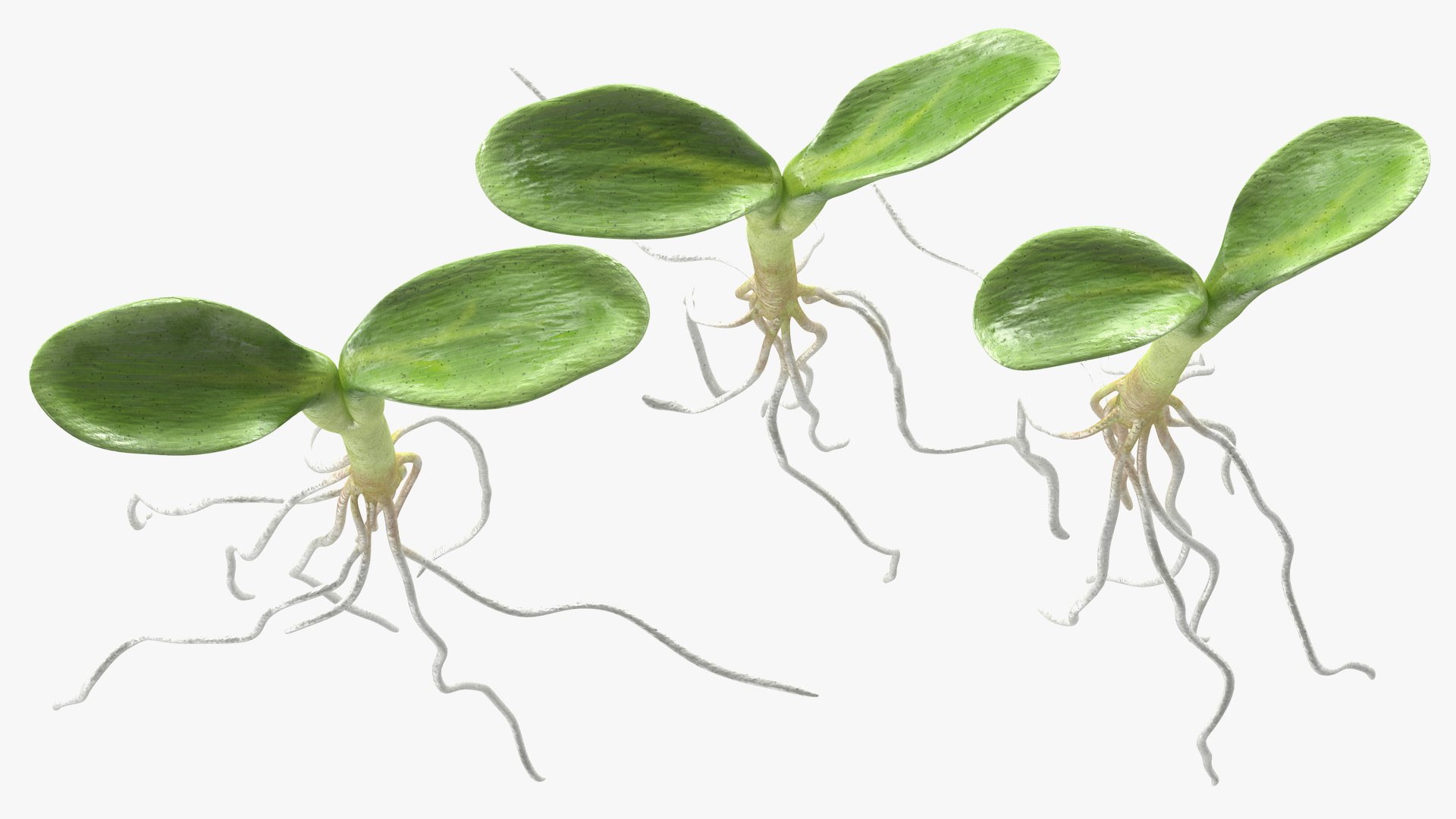 Sprout roots set 3D - TurboSquid 1546454