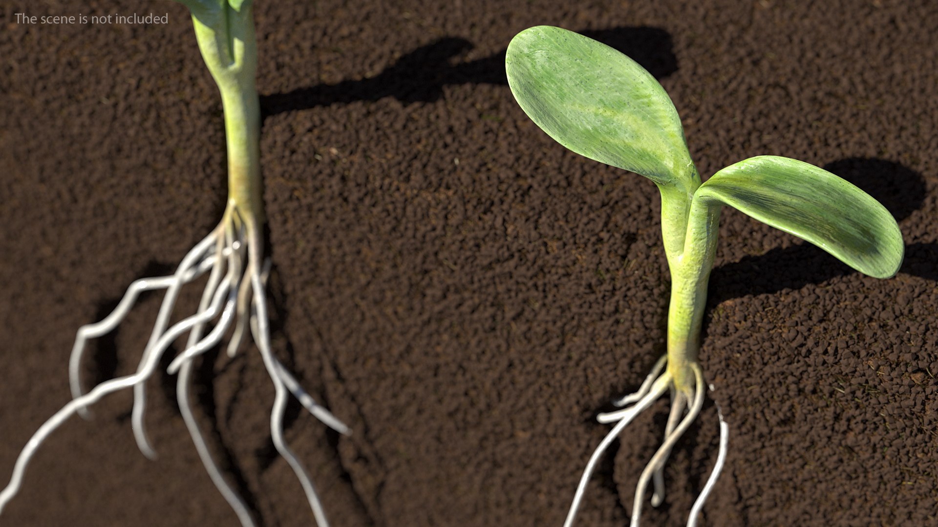 Sprout roots set 3D - TurboSquid 1546454