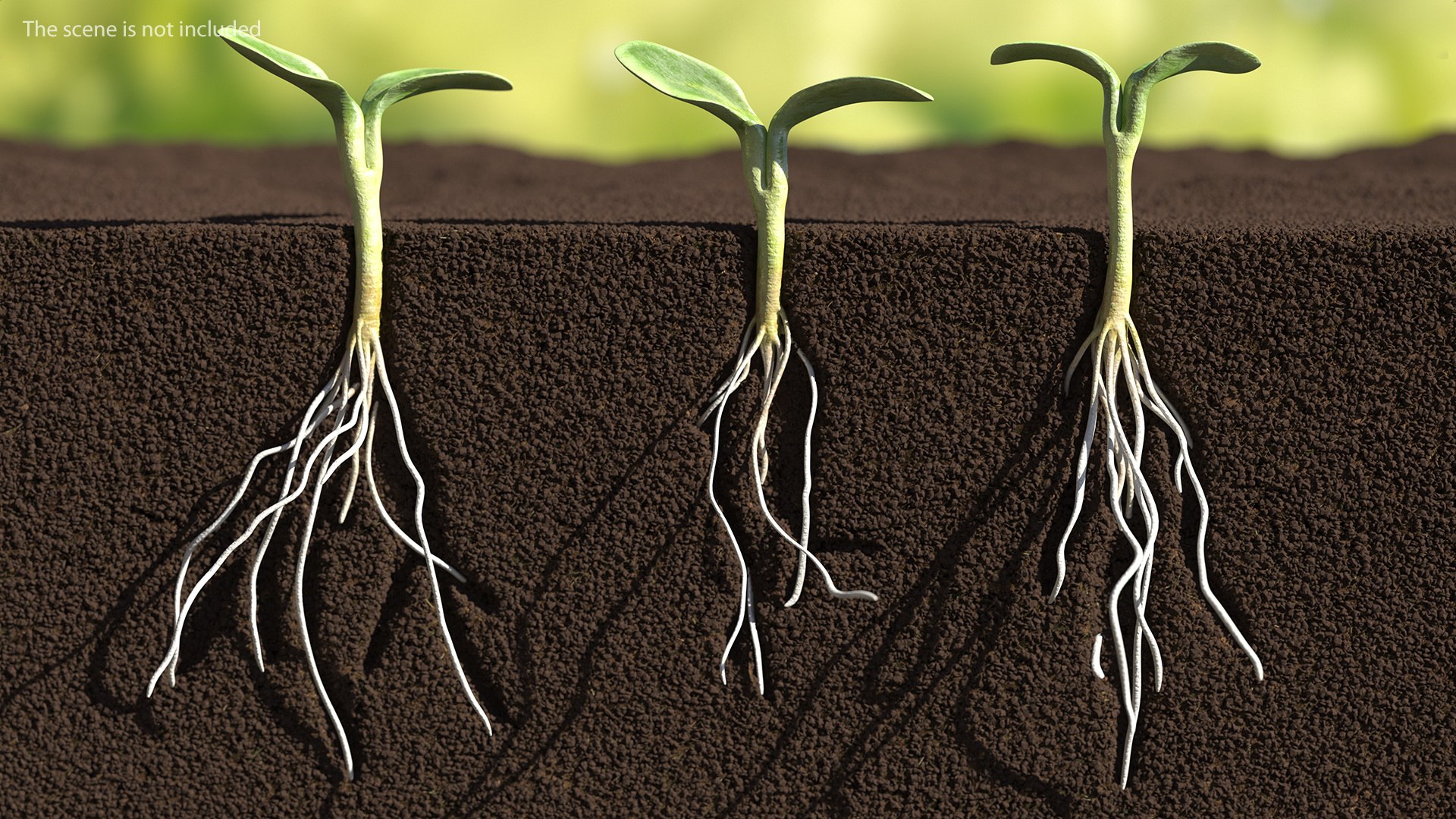 Sprout roots set 3D - TurboSquid 1546454