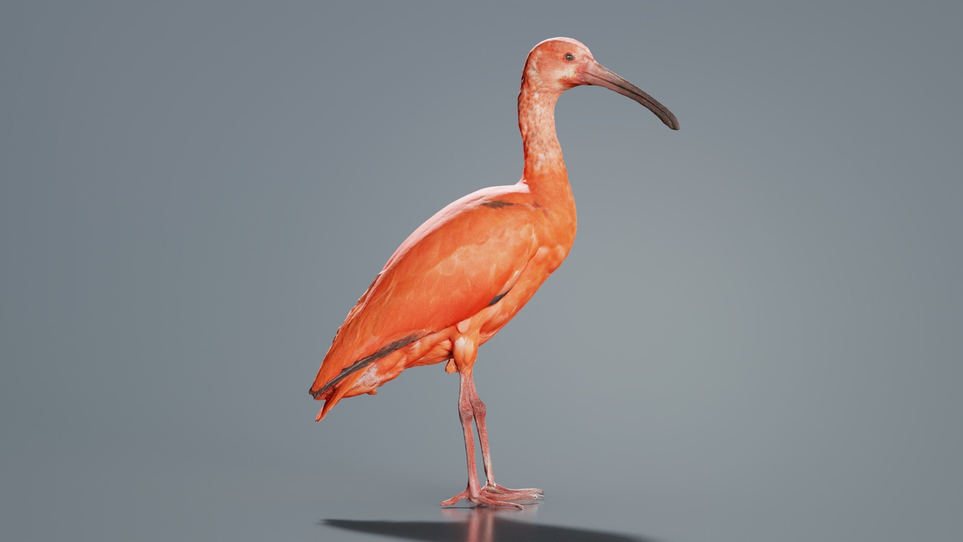 Red Ibis Eudocimus Ruber Threskiornithidae Remastered 3D Model ...