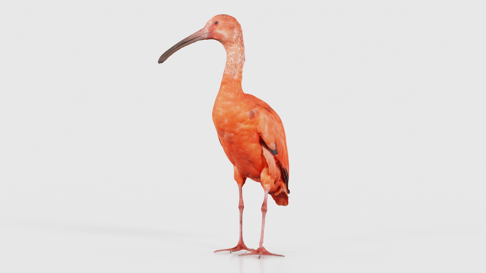 Red Ibis Eudocimus Ruber Threskiornithidae Remastered 3D Model ...