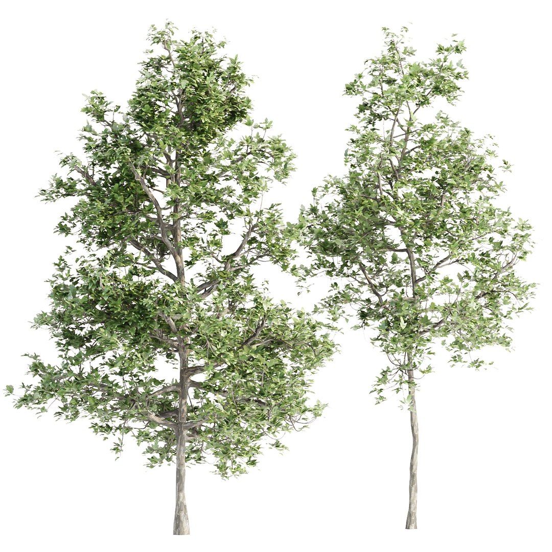 Trees Collection Vol 189 3D Model - TurboSquid 2031749