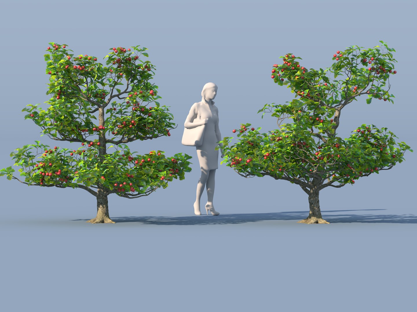 3D Hawthorn Tree Model - TurboSquid 2336419