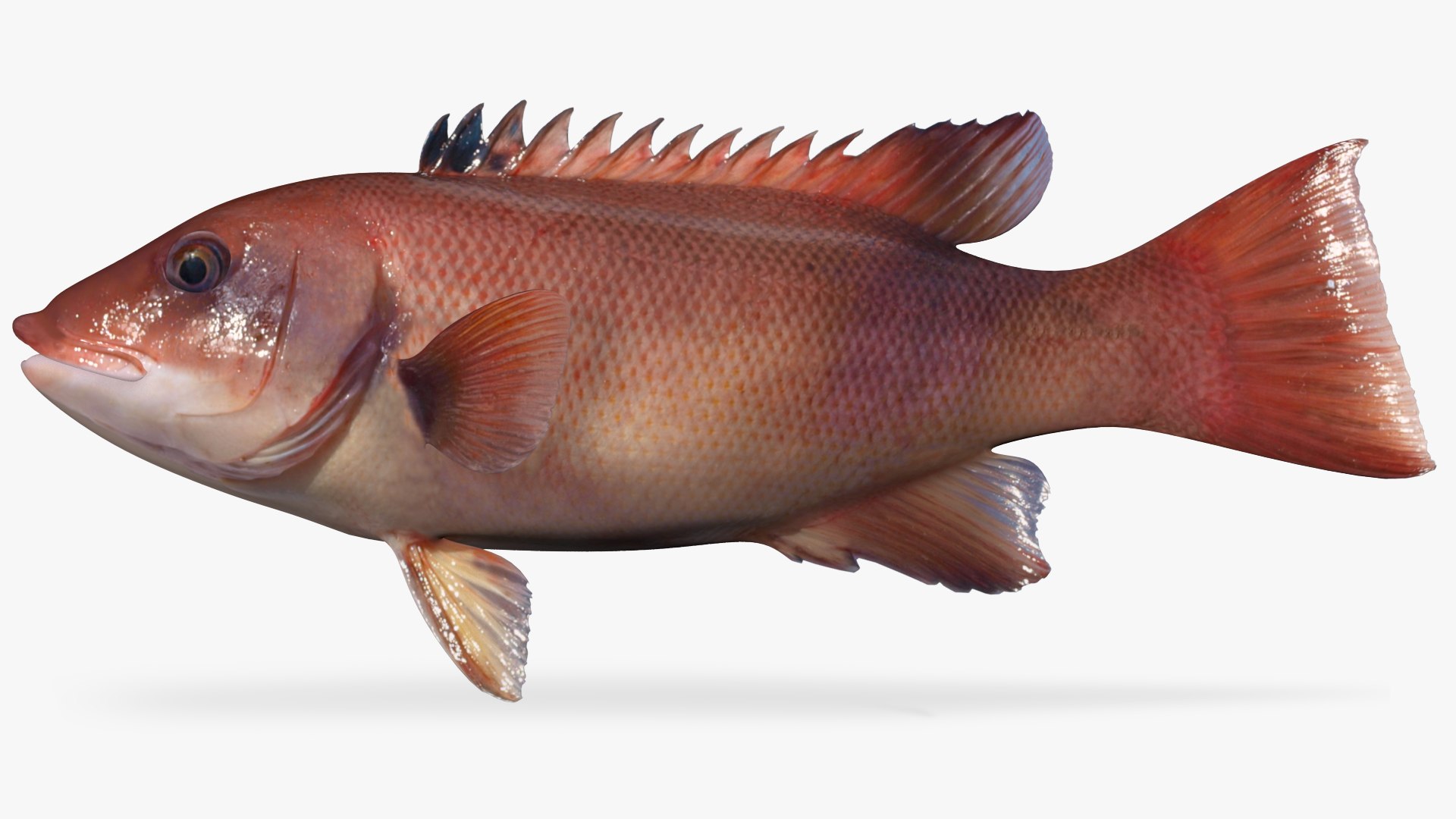 Sheephead 3D Model - TurboSquid 1744933