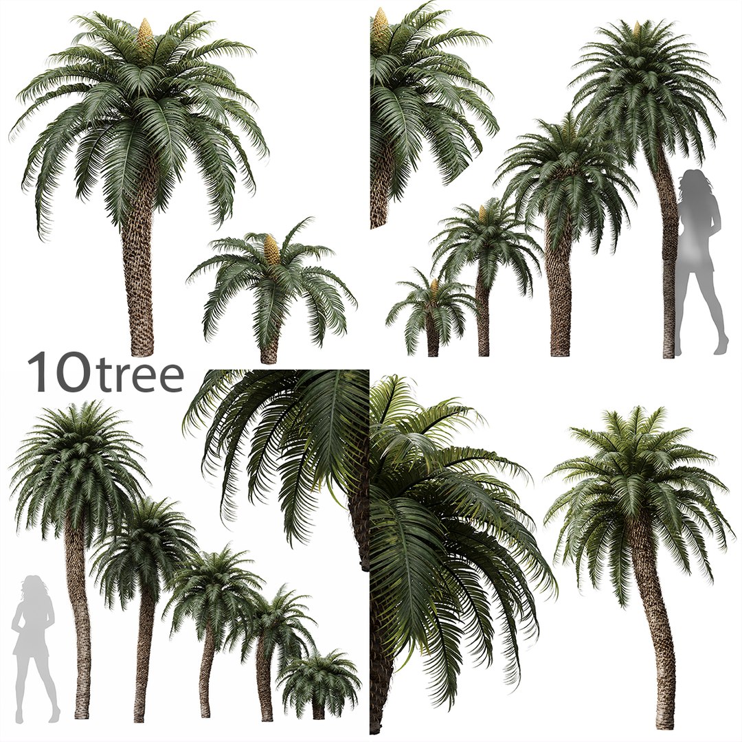 10 Different Tree 3d Models In The 2scenes Cycas Revoluta Palmfarn Fruit Tree3d模型 Turbosquid