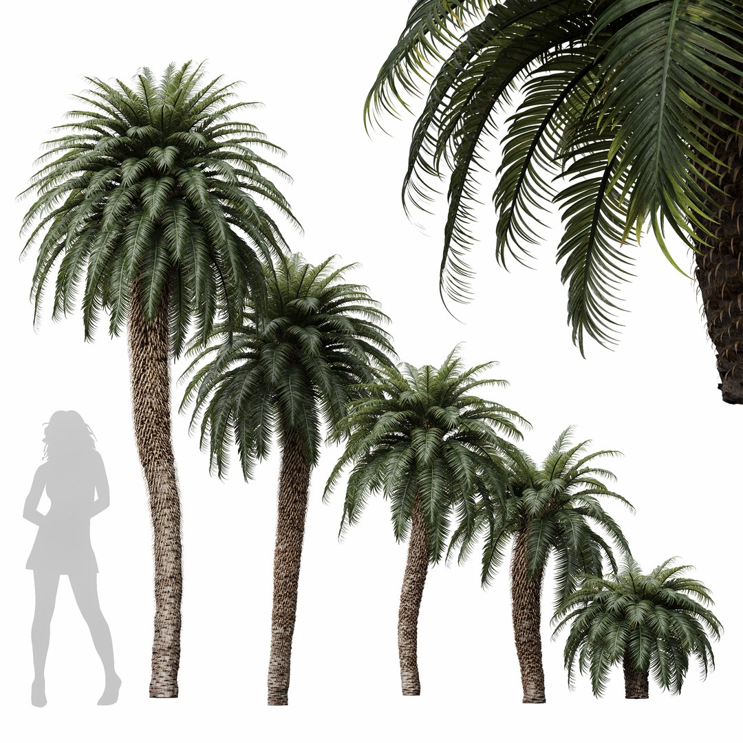 3D 10 Different Tree 3D Models In The 2scenes Cycas Revoluta Palmfarn ...