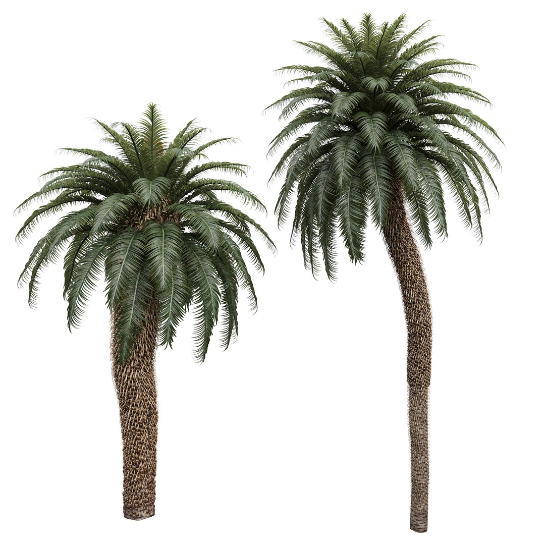 3D 10 Different Tree 3D Models In The 2scenes Cycas Revoluta Palmfarn ...