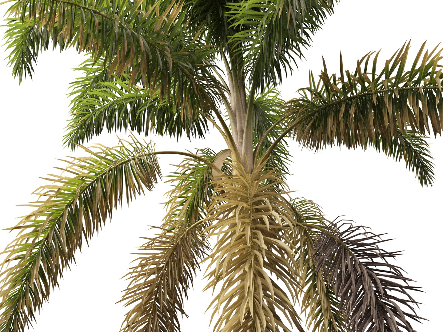 Syagrus Sancona - Columbian Foxtail Palm 01 3D Model - TurboSquid 2123600